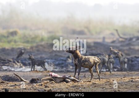 African hunting dog pack eating horse carcas tearing apart (cape ...