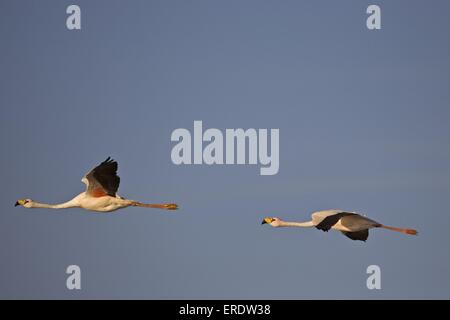 flying James' flamingos Stock Photo - Alamy