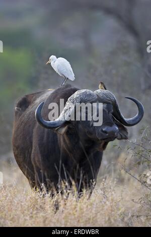 Red-billed Oxpecker, Starling, Starlings, Songbirds, Animals, Birds ...