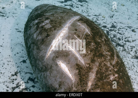 Injured West Indian Manatee,Trichechus manatus, with boat propeller ...