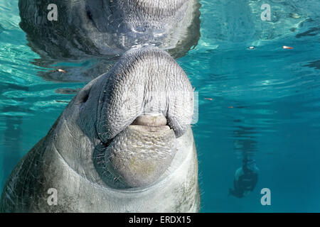 Close-up portrait of manatee Stock Photo - Alamy
