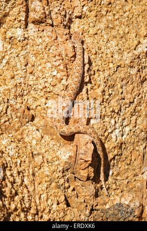 A horned viper on a stone in frontal view Stock Photo - Alamy