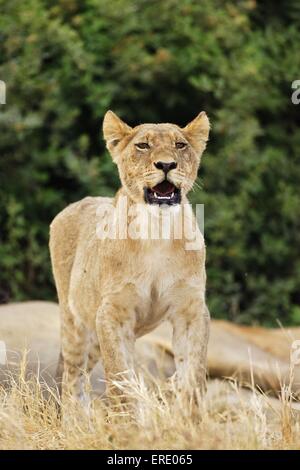 lioness - screaming / Panthera leo Stock Photo - Alamy