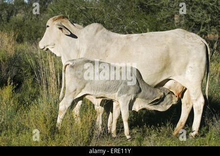 animal, cow, calf, sucking, suckle, hand, hands, finger, animal, mammal ...