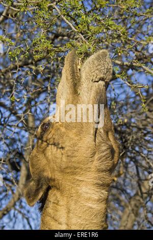 Arabian Camel (dromedary) eating shrub plants & exhibiting their ...
