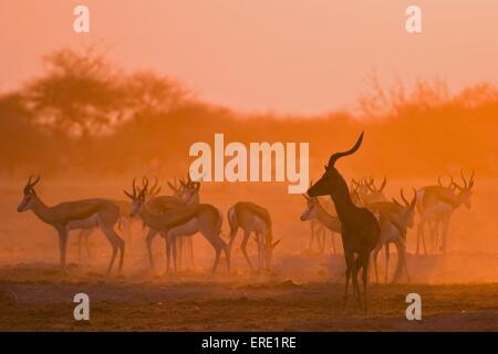A herd of impalas (Aepyceros melampus) and a springbok drinking water ...