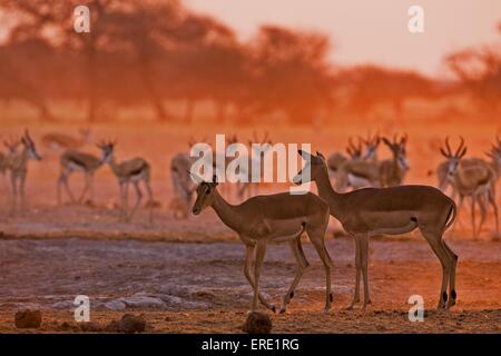 impala and springboks Stock Photo - Alamy