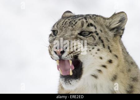 A portrait of a Snow Leopard with its mouth open and its teeth exposed ...