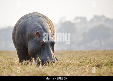 Hippo (Hippopotamus amphibius), adult, eats fresh grass, foraging, Sabi ...