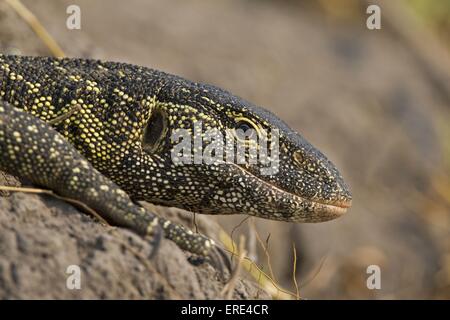 Nile monitor on the ground Stock Photo - Alamy