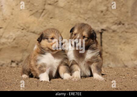 Rough Collie, puppies, 8 weeks Stock Photo - Alamy