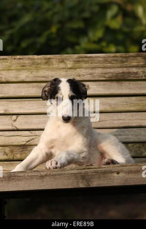 Puppy of Russian Wolfhound Borzoi Dog standing in the ring at a dog ...
