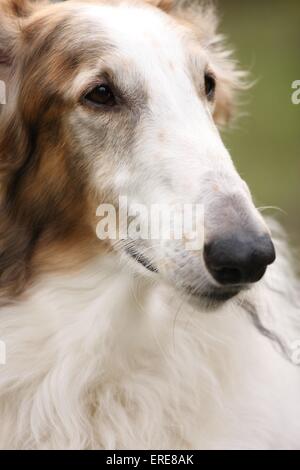Borzoi or Russian Wolfhound, Portrait of Adult against White Background ...