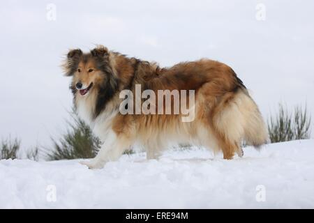 Rough Collie walking snow covered countryside roads in the Cotswolds on ...