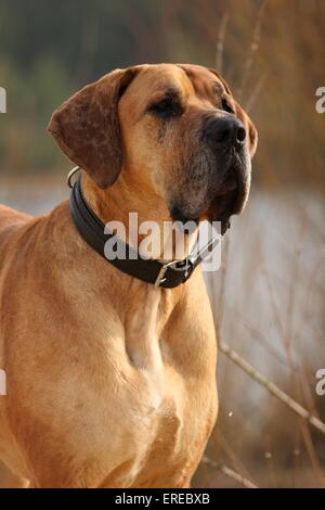 Senior dog of the Great Dane breed. It is a breed of giant dog and ...