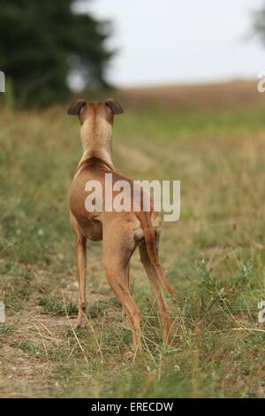 GREYHOUND REAR VIEW Stock Photo - Alamy