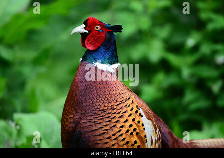 Common Pheasant, UK Stock Photo - Alamy
