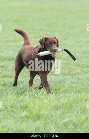 Adult chocolate Labrador dog playing in the garden with a nine week old ...