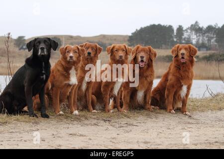 Toller and mongrel Stock Photo - Alamy
