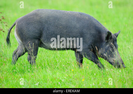 Female wild boar in field. Devon UK July 2014 Stock Photo - Alamy