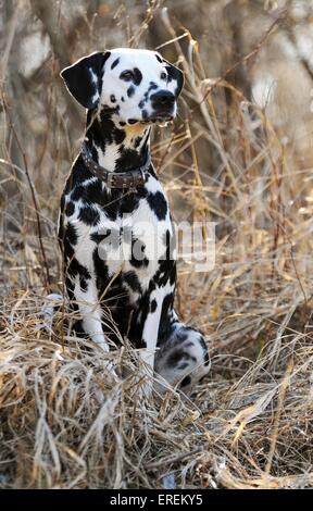 Dalmatian dog - sitting on meadow Stock Photo - Alamy