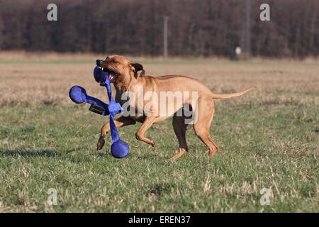 playing Rhodesian Ridgeback Stock Photo - Alamy