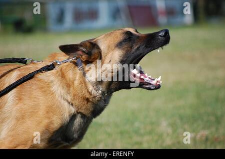 angry purebred belgian sheepdog malinois on a white background, focus ...