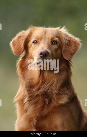 Portrait of a Nova Scotia Duck Tolling Retriever catching a candy with ...