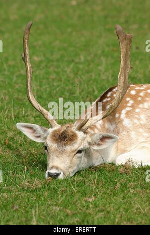 Fallow Deer Cervus Dama, Laying, Captive Stock Photo - Alamy