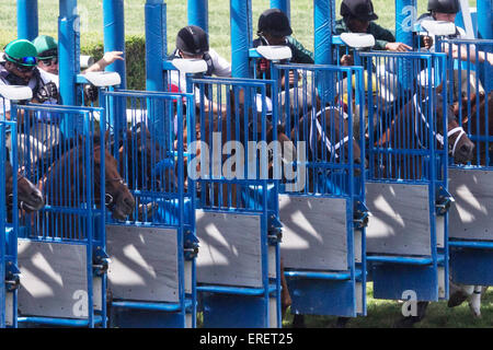 Starting Gates- race horses rearing to go burst out of their starting ...