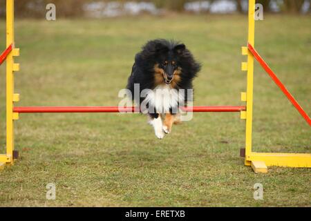 jumping Shetland Sheepdog Stock Photo - Alamy