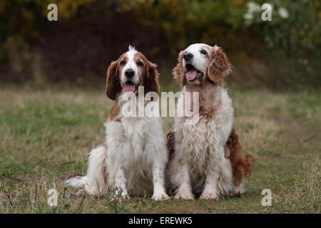 two welsh springer spaniels Stock Photo - Alamy