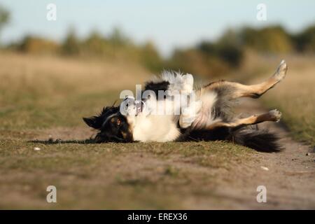 rolling Border Collie Stock Photo - Alamy