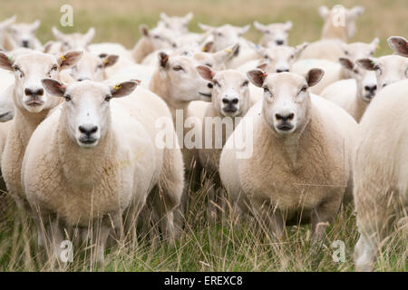 Lleyn sheep, a Welsh upland breed, in pastures. UK Stock Photo - Alamy