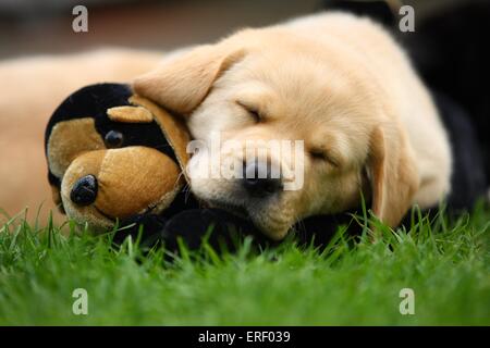 Fluffy and cute Labrador Retrievers outdoors Stock Photo - Alamy