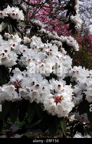 Rhododendron calophytum flower (close up Stock Photo - Alamy