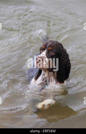 English springer spaniel swimming Stock Photo - Alamy