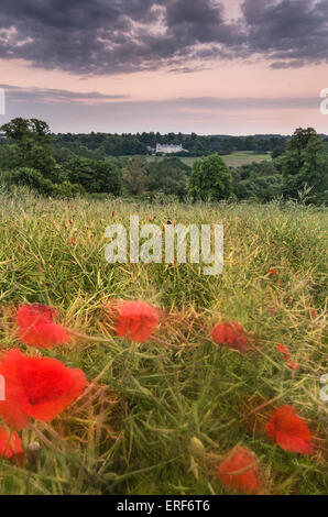 Poppy field at South Downs National Park, Brighton, West Sussex ...