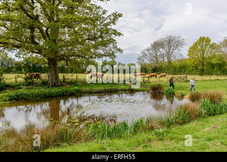 Scottish highland cattle (Bos taurus, breed of rustic cattle) from ...