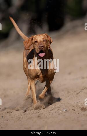 running Magyar Vizsla Stock Photo - Alamy
