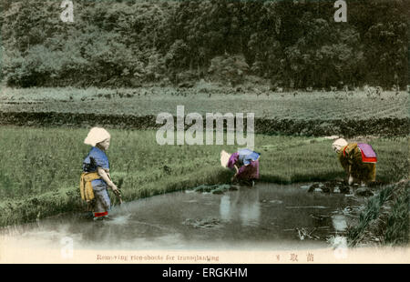 A Japanese rice farmer Stock Photo: 20705406 - Alamy