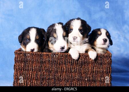 newborn baby Bernese Mountain Dog puppy Stock Photo - Alamy