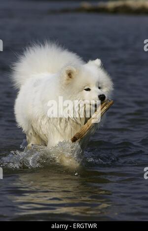 Wet Samoyed dog walking into river for swim happy wagging tail Stock ...