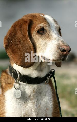 German Hound Portrait Stock Photo - Alamy