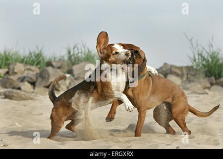 Two basset hound dogs playing in garden Stock Photo - Alamy