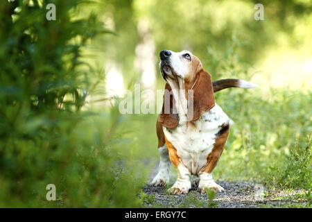 standing basset hound looks up on white background, side view picture ...