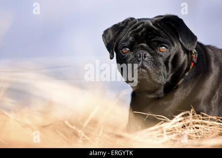 Side view portrait of black little girl choosing colored pencils while ...