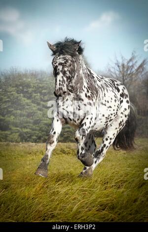 A black-and-white image of a galloping dappled gray horse with a rider ...