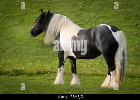 Gypsy Vanner Horse Irish Tinker Young rider on a Tinker standing on a ...