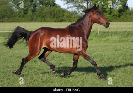 Warmblood trotter. Bay horse trotting on a meadow, Germany Stock Photo ...